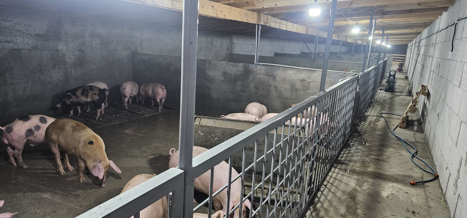 Pig farming